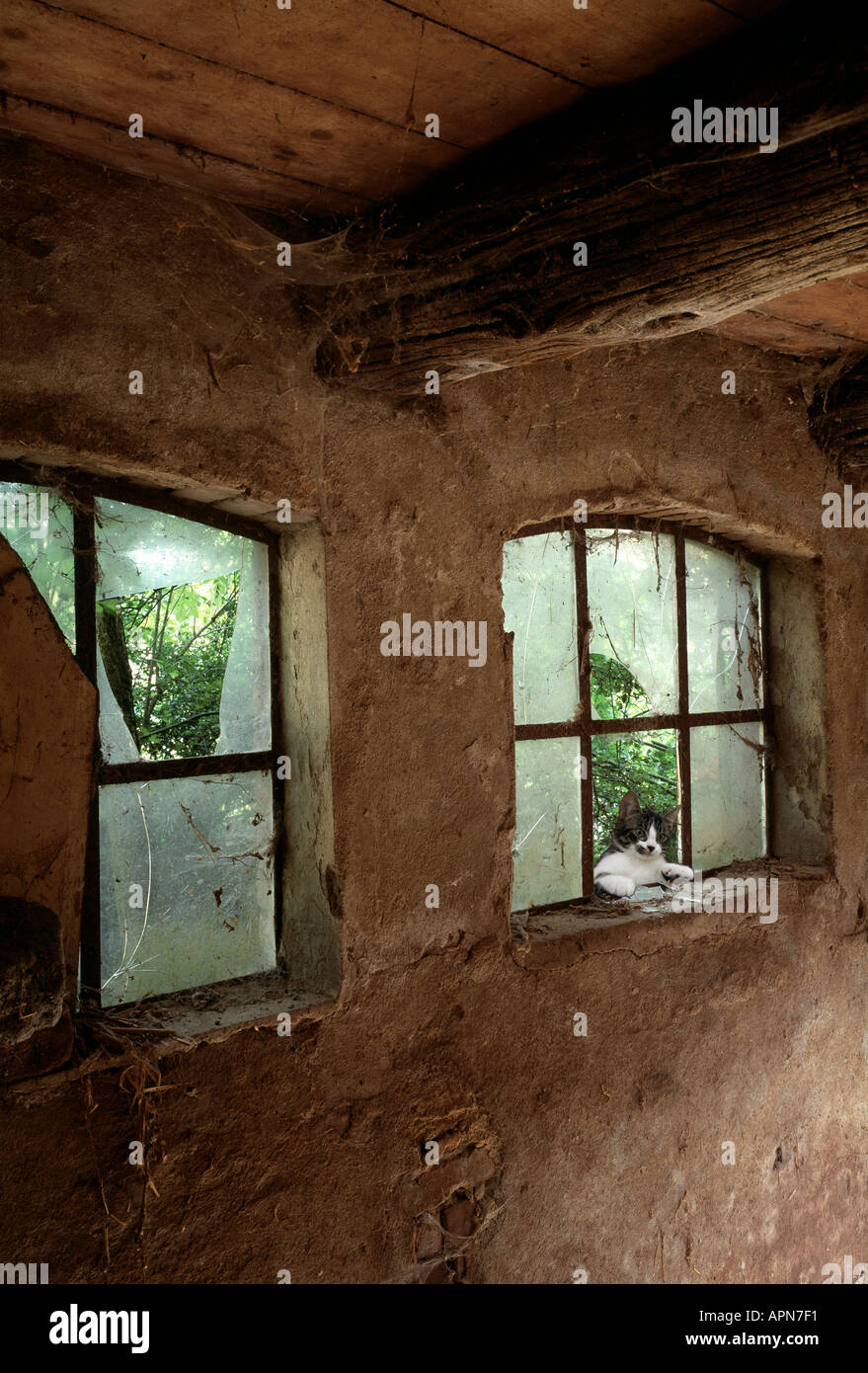 Cat looking through broken window in old barn Stock Photo - Alamy