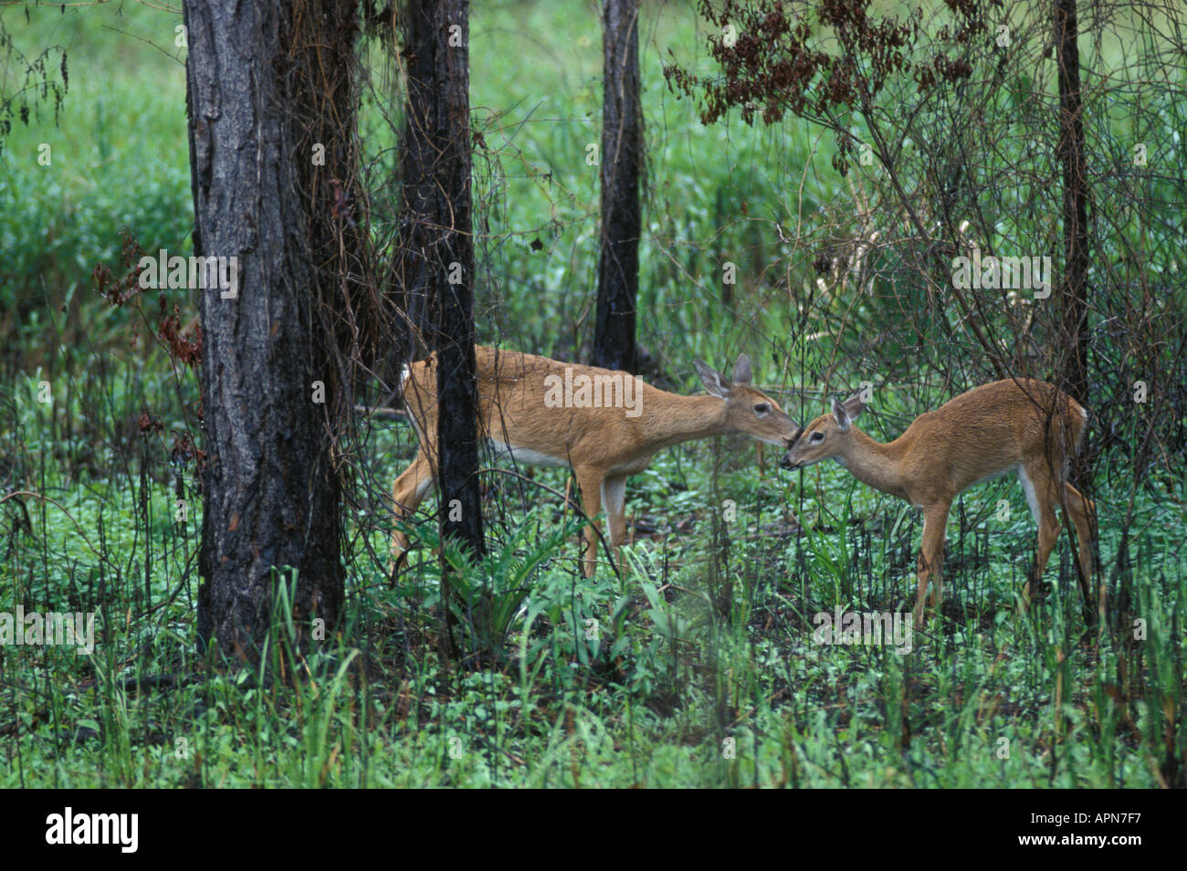 Mother deer and fawn nuzzle Stock Photo - Alamy