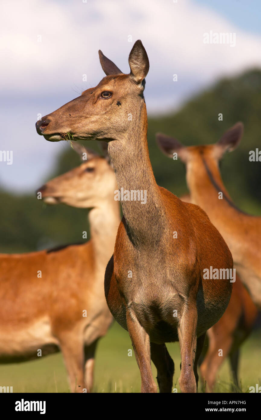 Female Red Deer in a group Stock Photo - Alamy