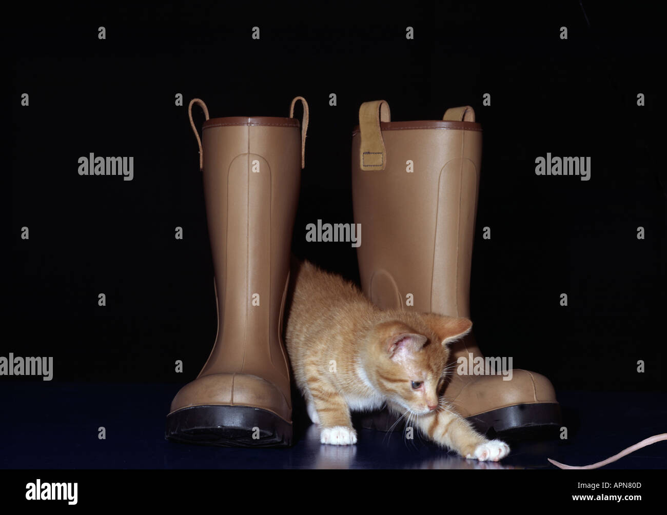 Cat Chasing Tail High Resolution Stock Photography and Images - Alamy