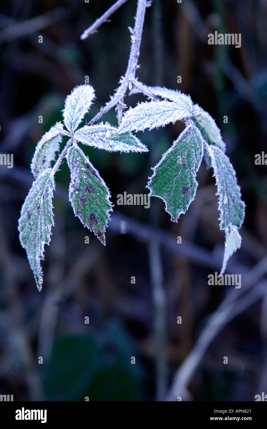 Frost winter frozen nettle hi-res stock photography and images - Alamy