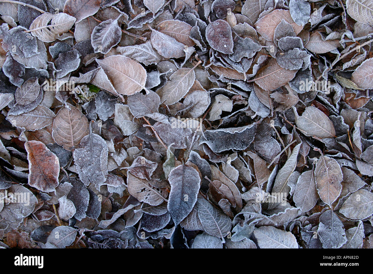 Carpet of Leaves Stock Photo - Alamy