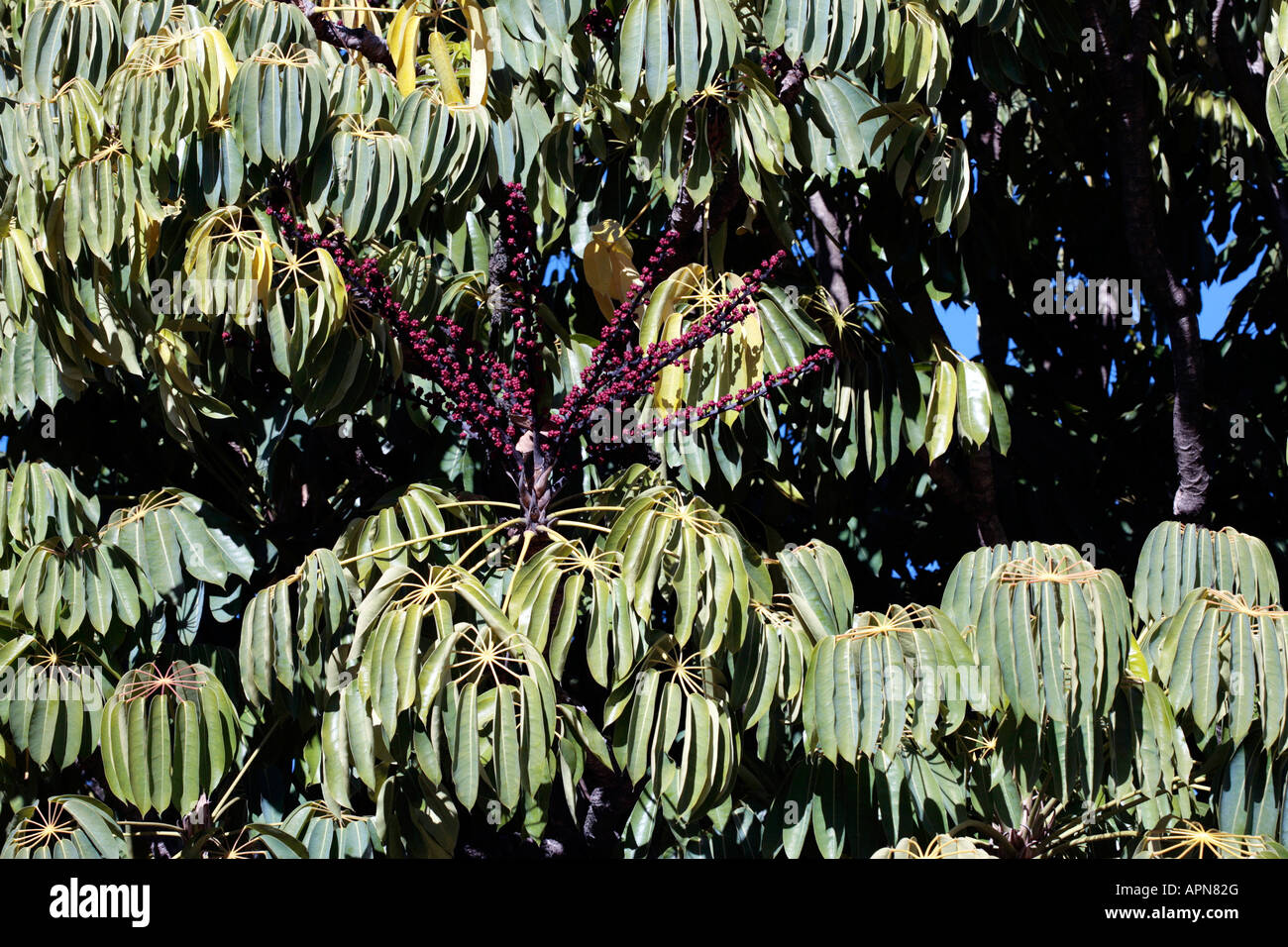 Schefflera hi-res stock photography and images - Alamy
