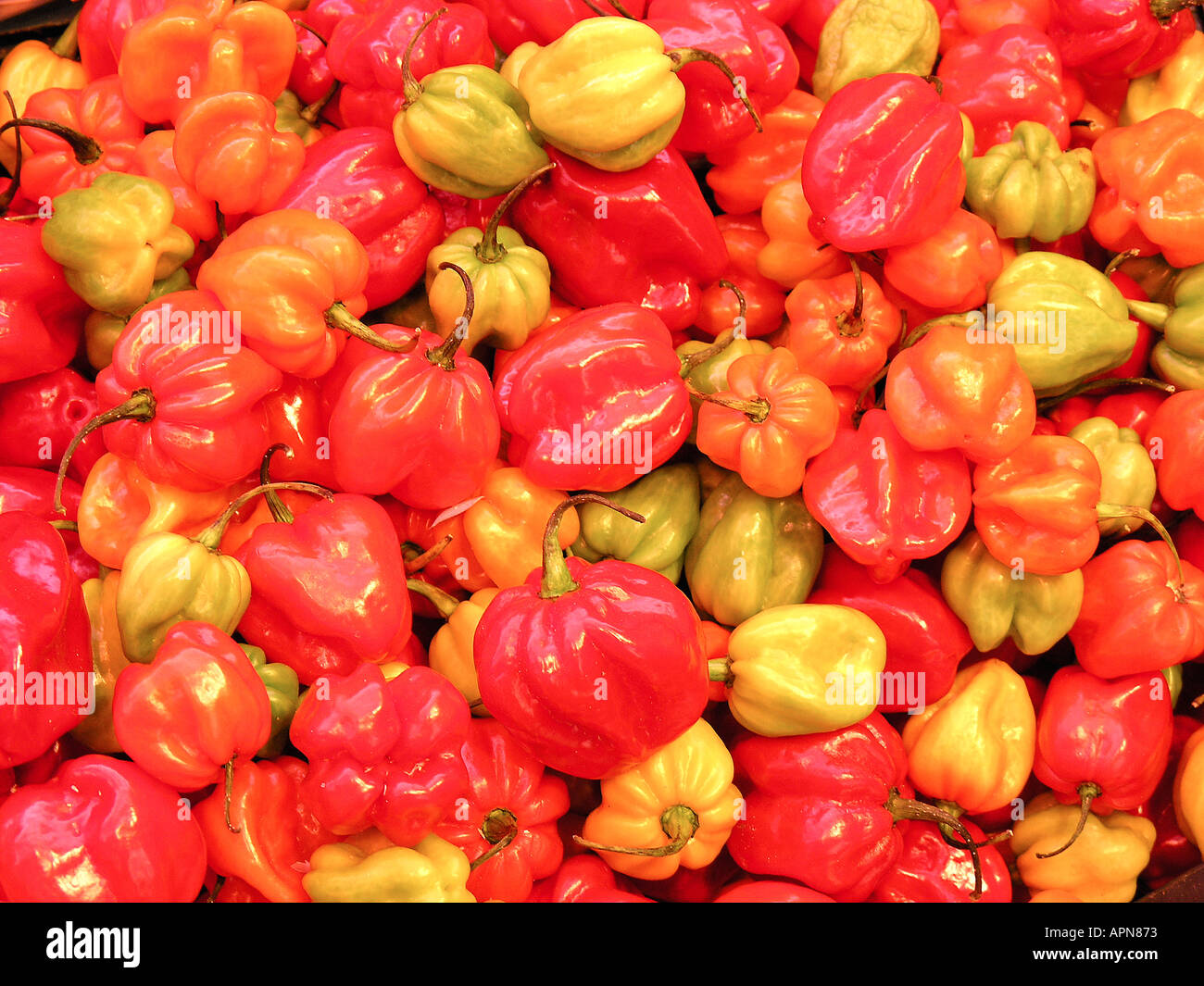 Hot peppers La Boqueria Market Barcelona Spain Stock Photo - Alamy