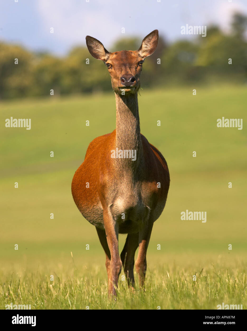 Pregnant deer hi-res stock photography and images - Alamy