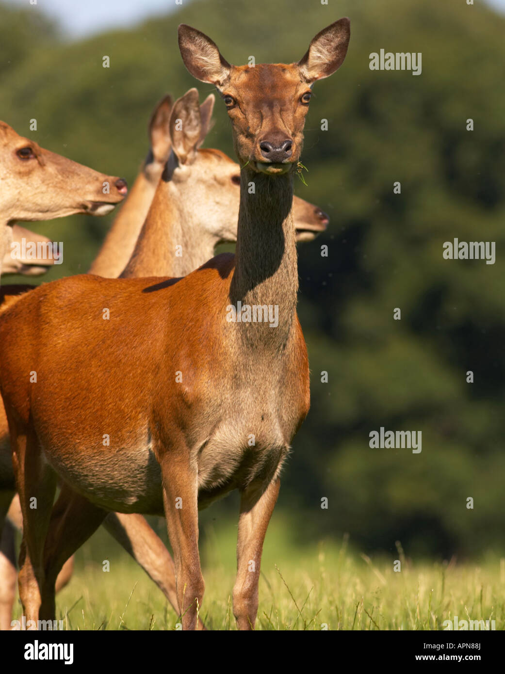 Woburn deer red hi-res stock photography and images - Alamy