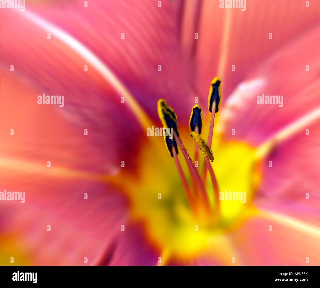 Close up concept conceptual metaphor metaphorical symbolic symbol bloom ...