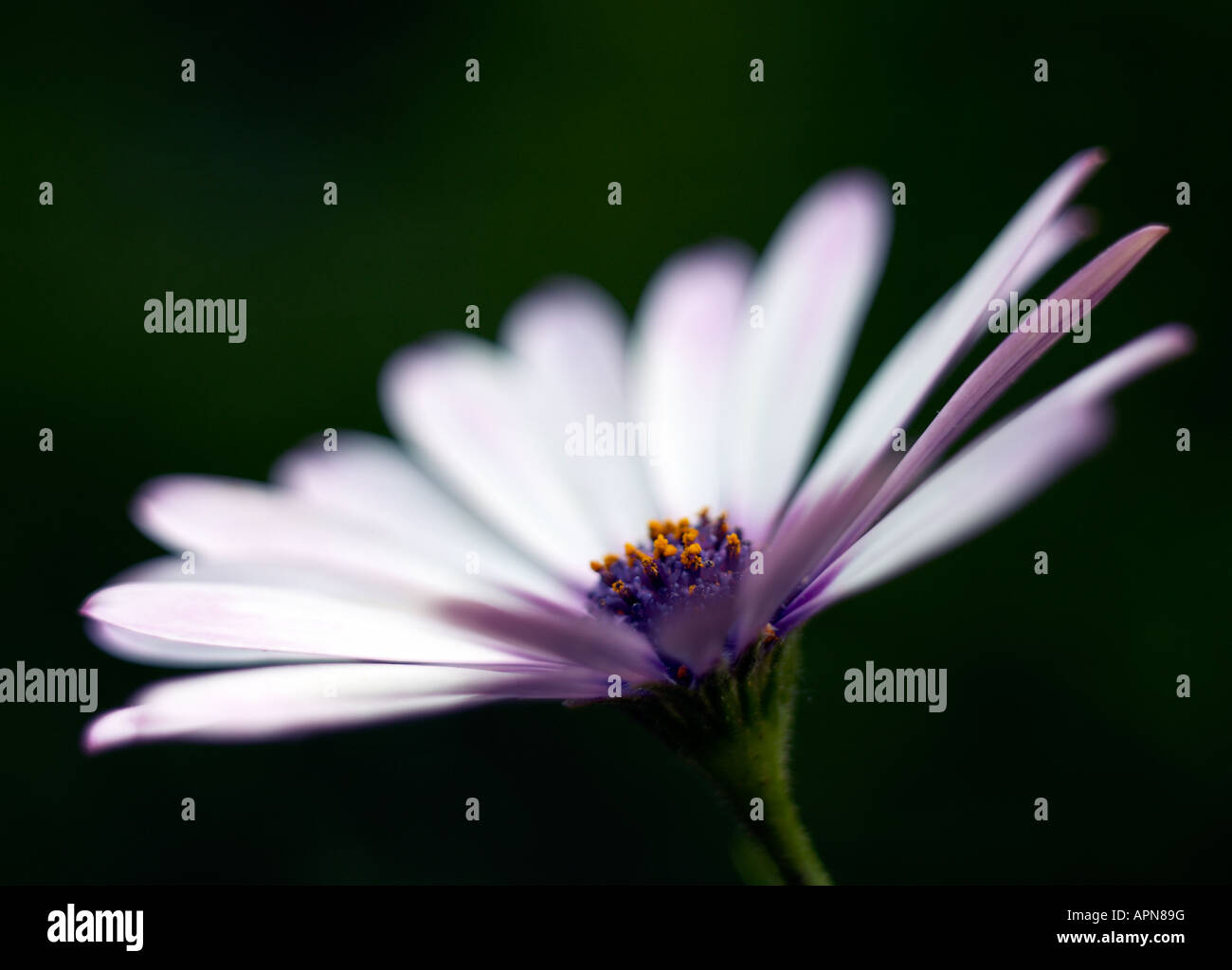 Close up concept conceptual metaphor metaphorical symbolic symbol bloom ...
