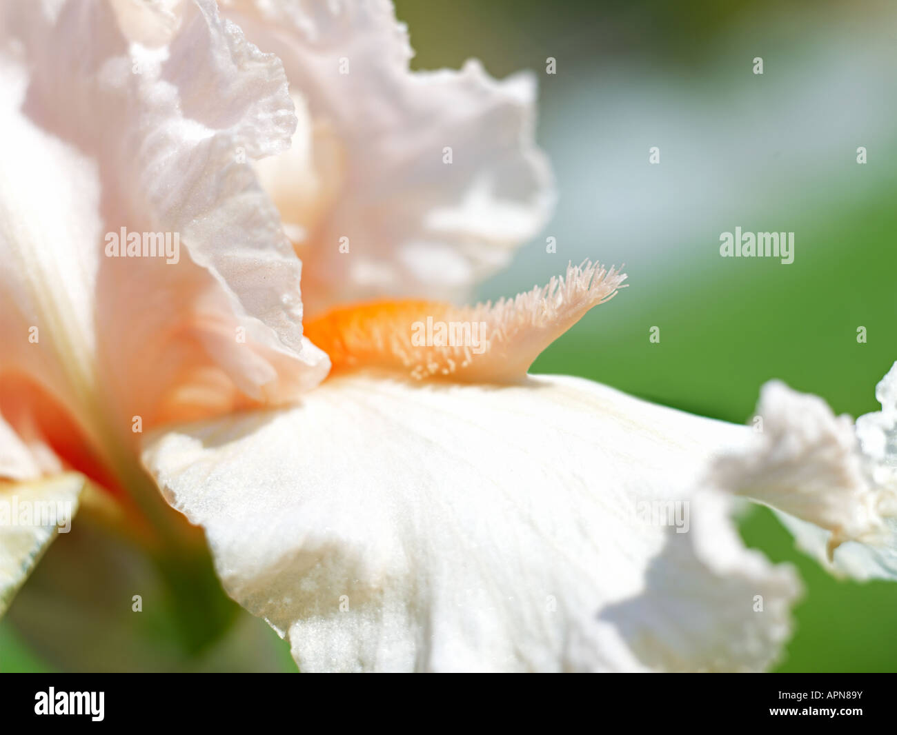 Ruffled flowers hi-res stock photography and images - Alamy