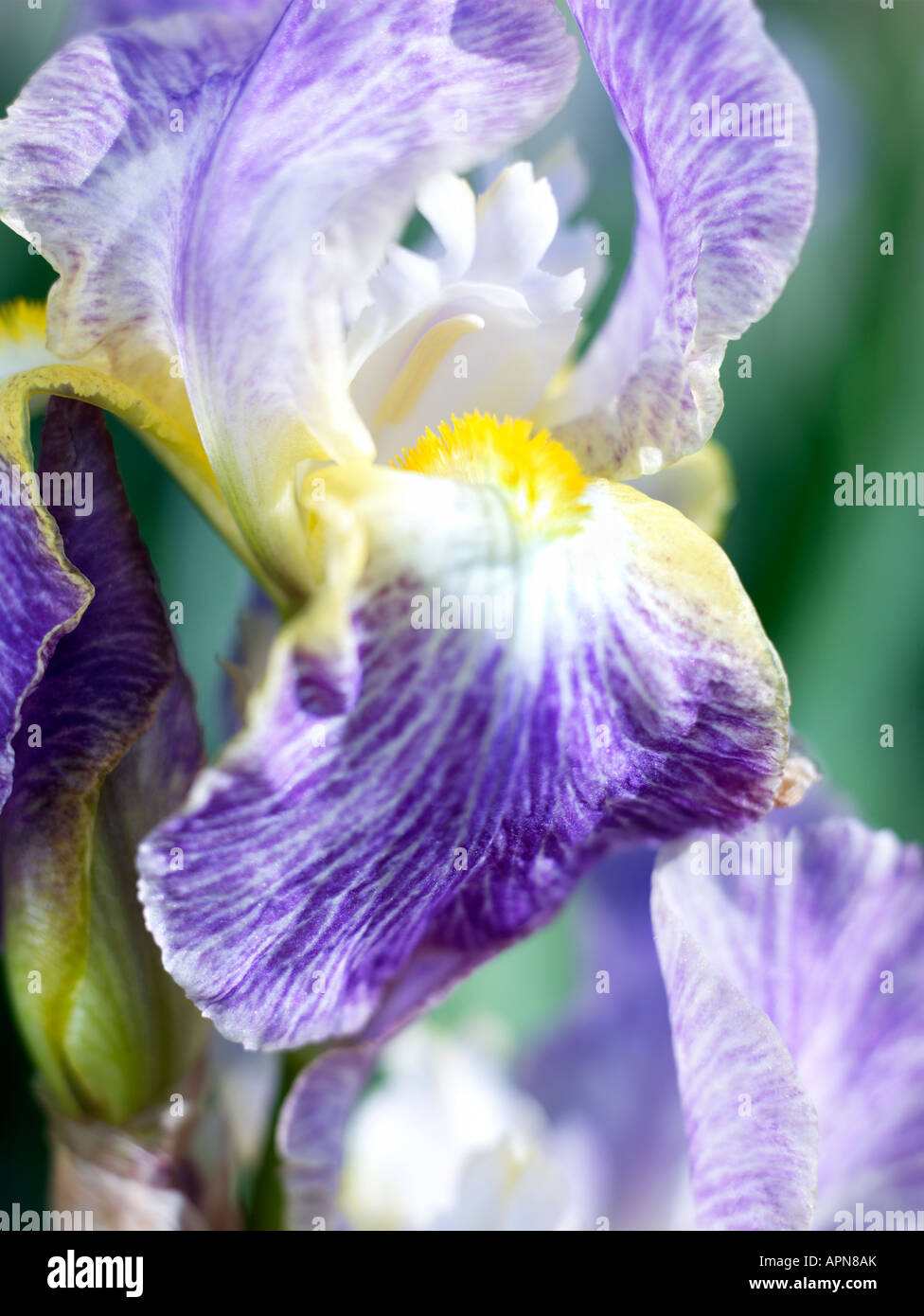 Ruffled flowers hi-res stock photography and images - Alamy