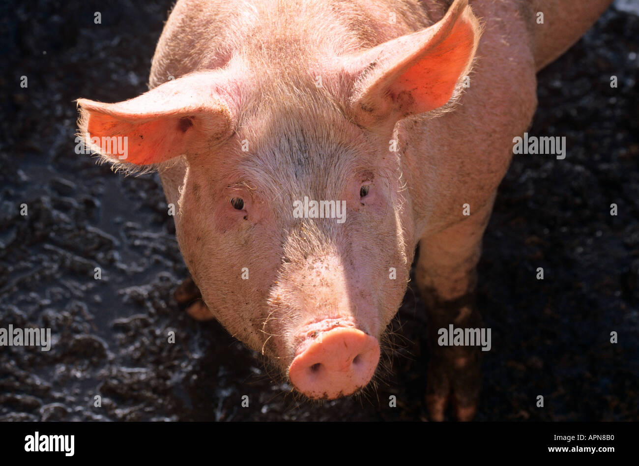 Kept penned hi-res stock photography and images - Alamy