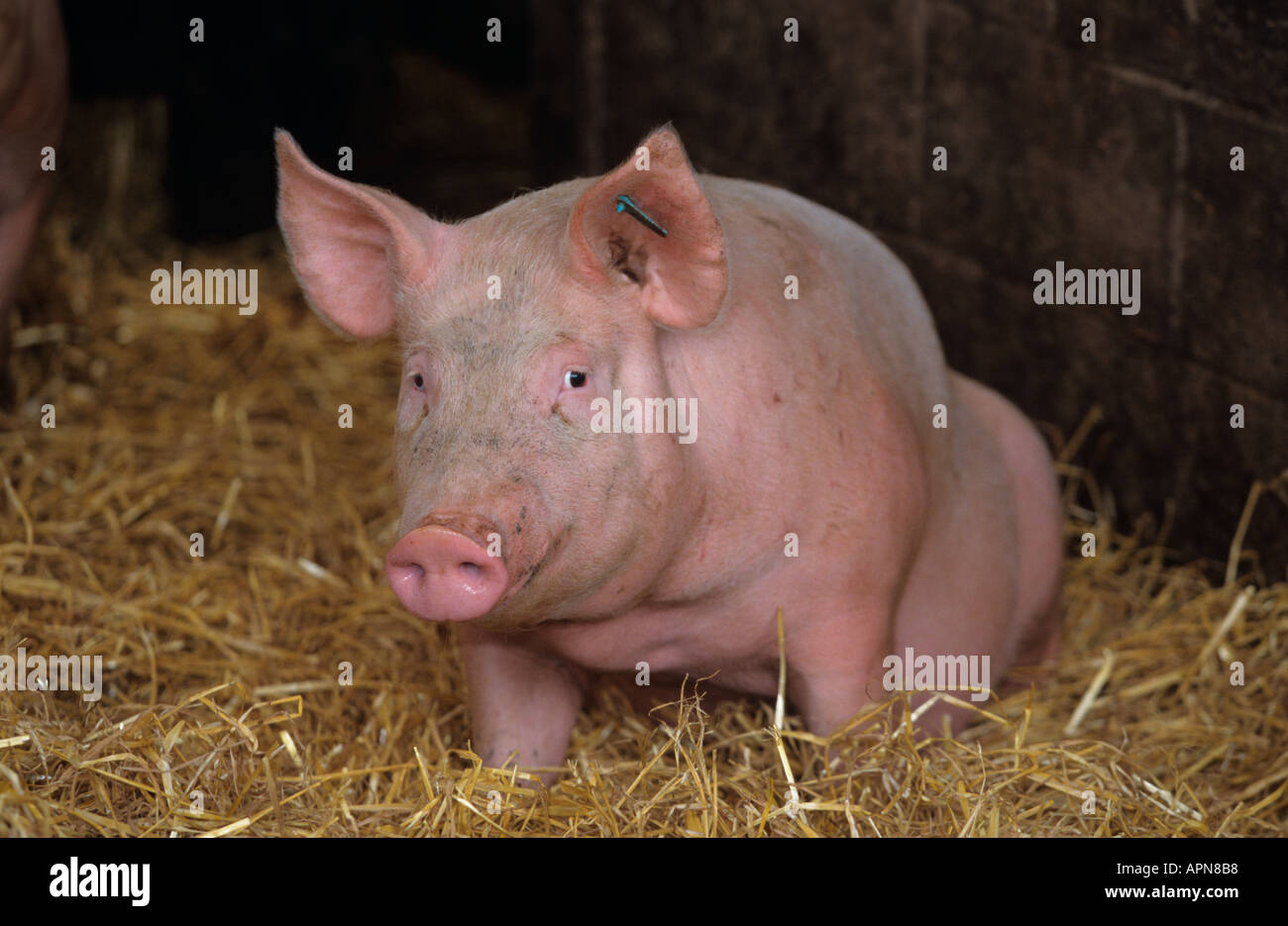 Pig in Deep Litter Fattening Shed Stock Photo - Alamy