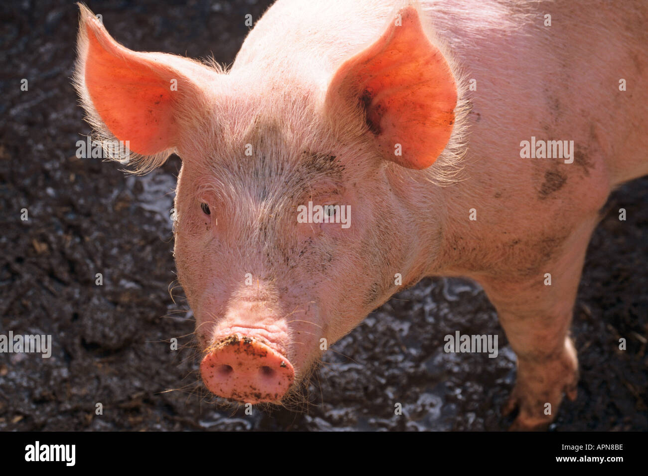 Swine breed hi-res stock photography and images - Alamy
