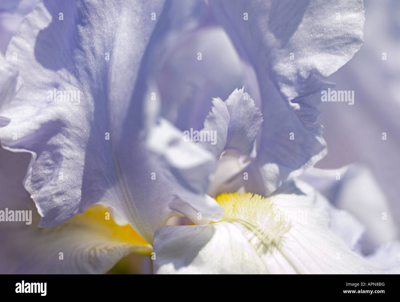 Ruffled flowers hi-res stock photography and images - Alamy