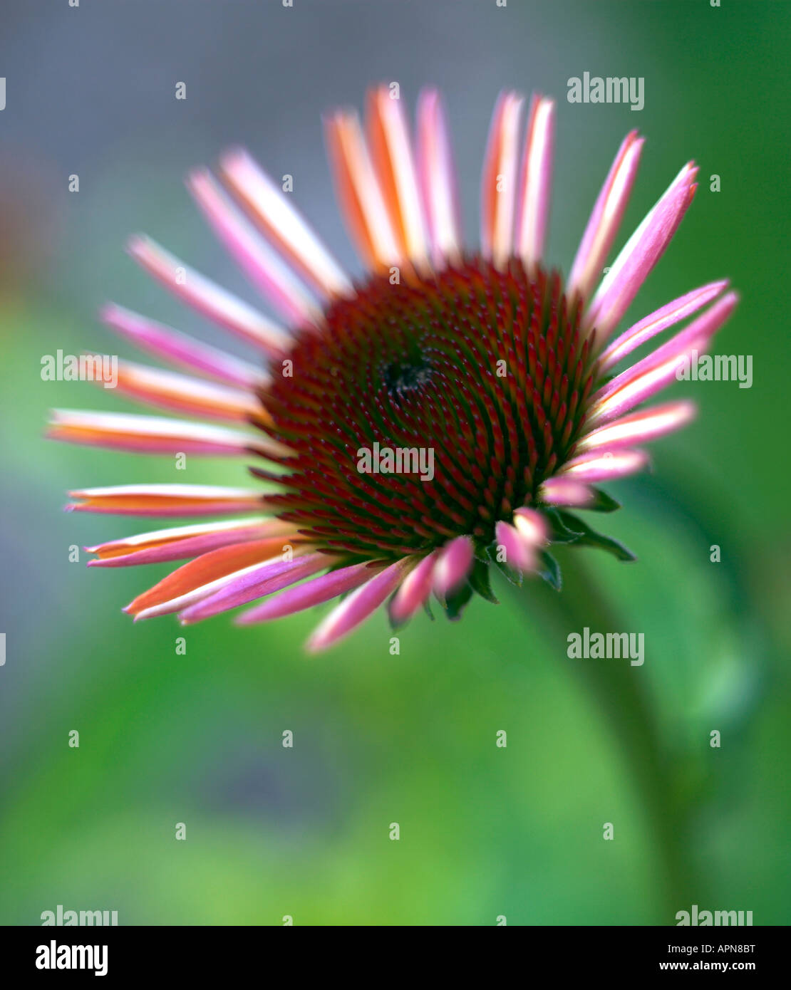 Close up concept conceptual metaphor metaphorical symbolic symbol bloom ...