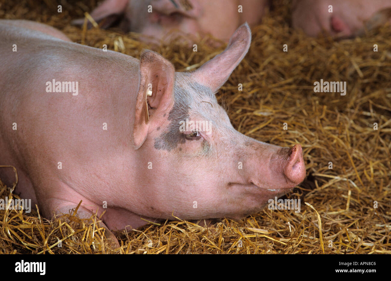 Pig in Deep Litter Fattening Shed Stock Photo - Alamy