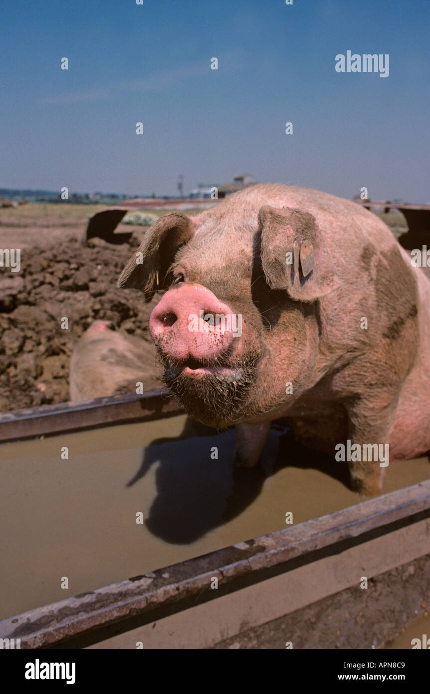 Pig Cooling Off in Mud Wallow Summer Stock Photo - Alamy