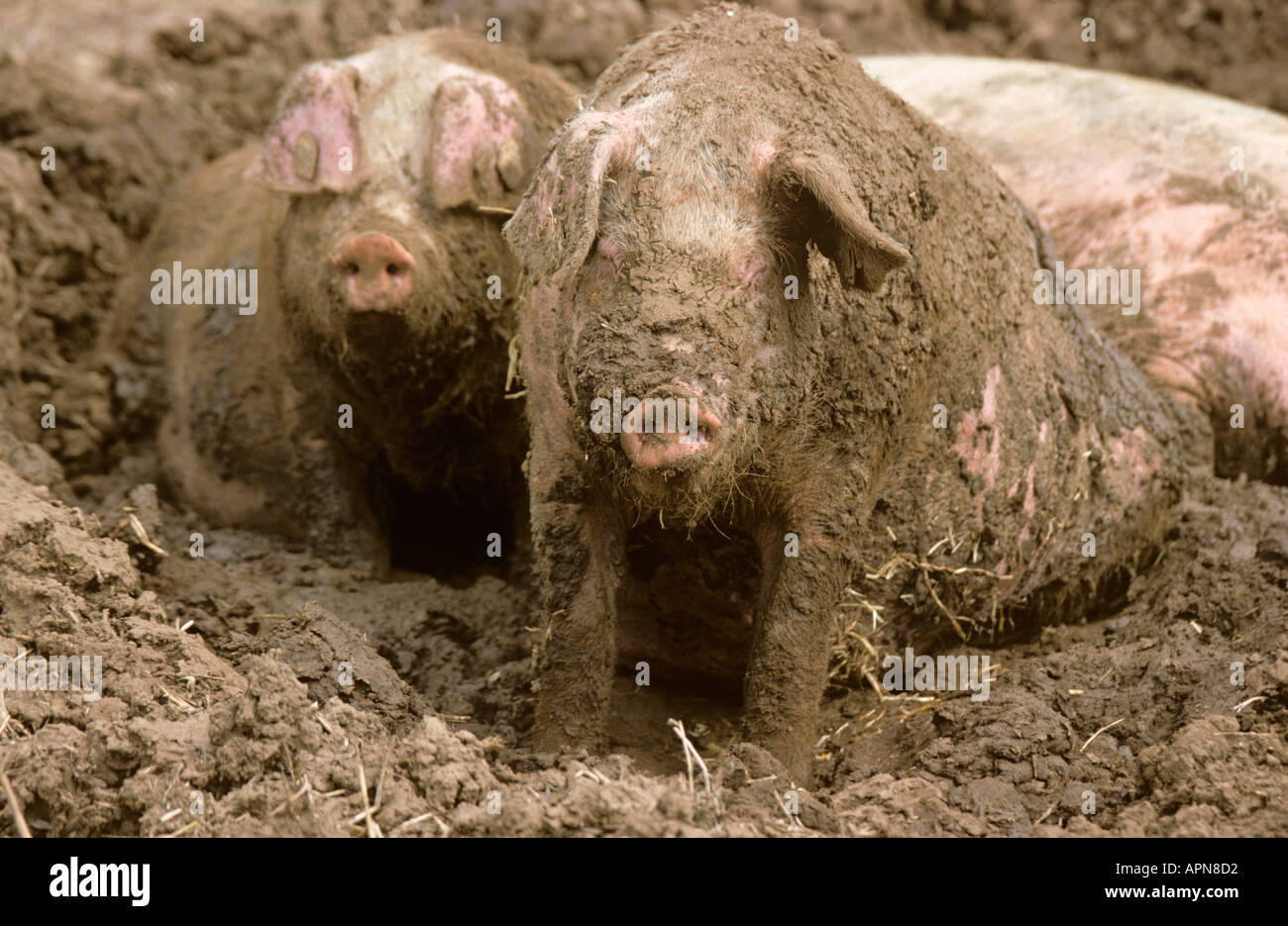 Pig Cooling Off in Mud Wallow Summer Stock Photo - Alamy