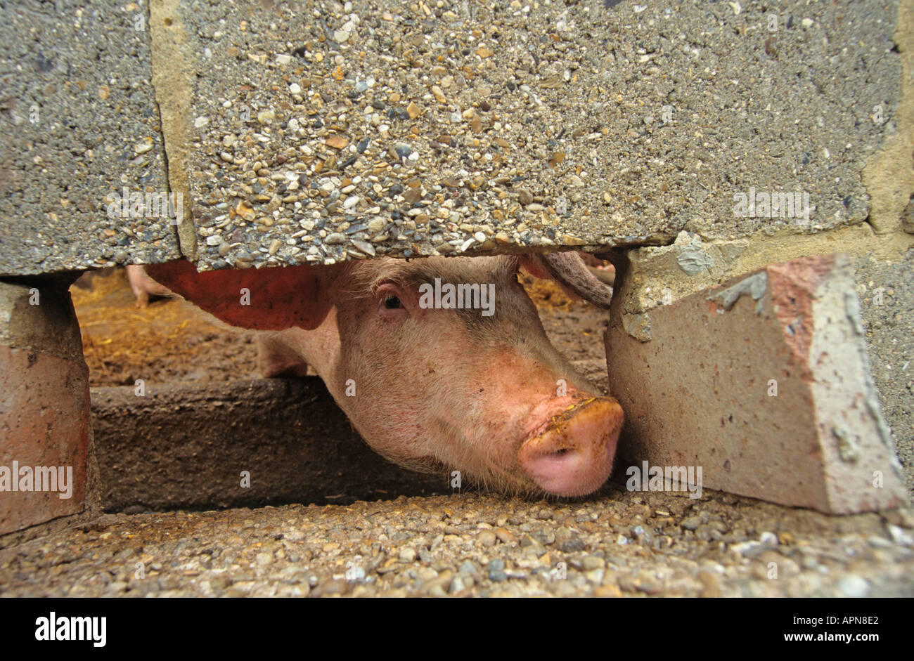 Feeding time at the farm hi-res stock photography and images - Alamy