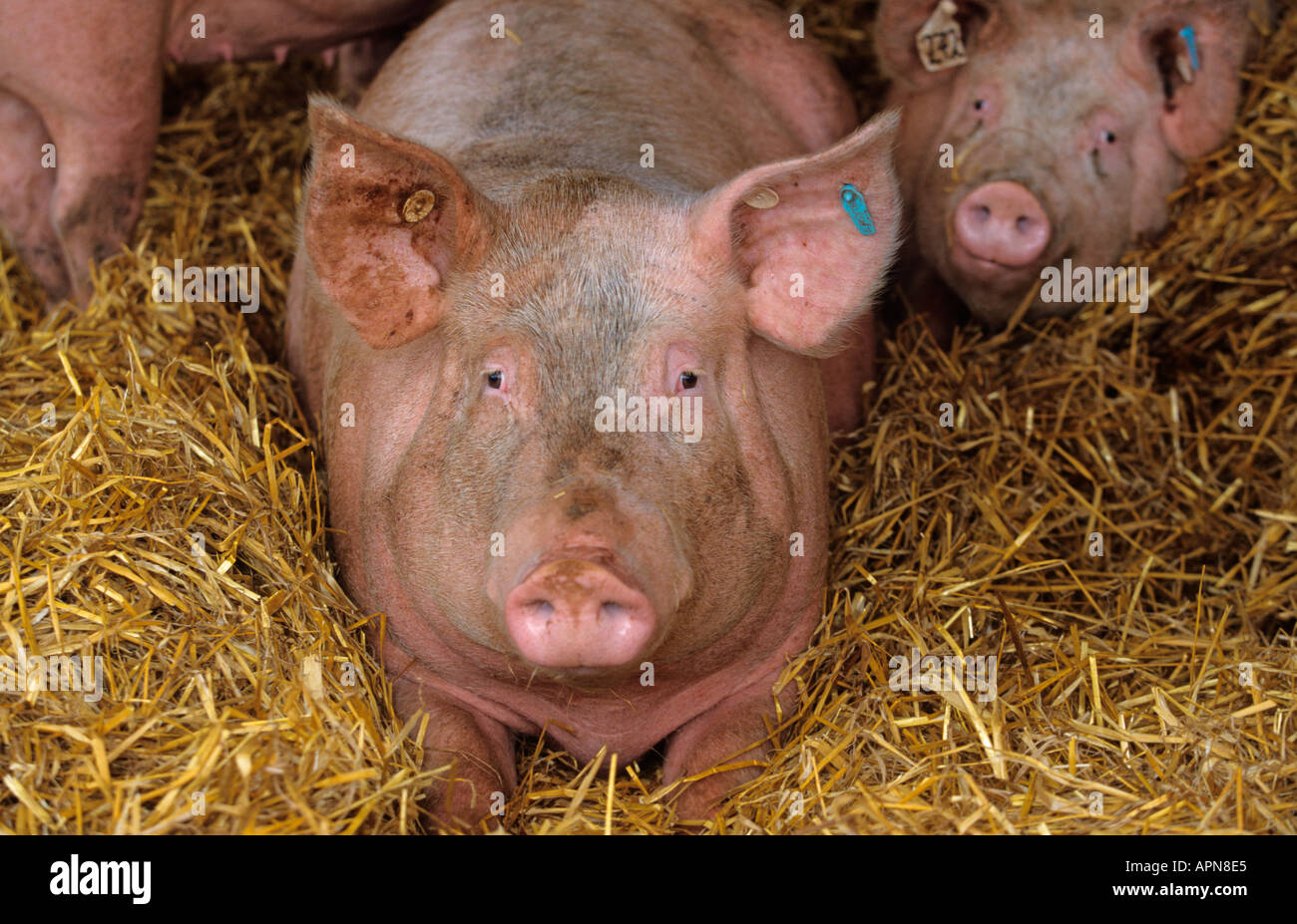 Pig in Deep Litter Fattening Shed Stock Photo - Alamy