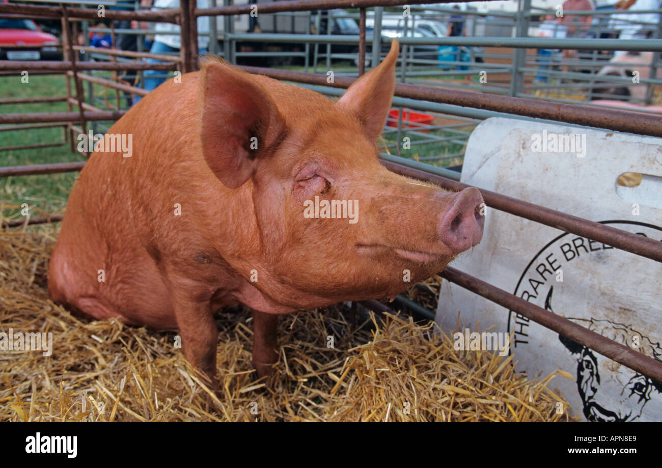 Tamworth pig hi-res stock photography and images - Alamy