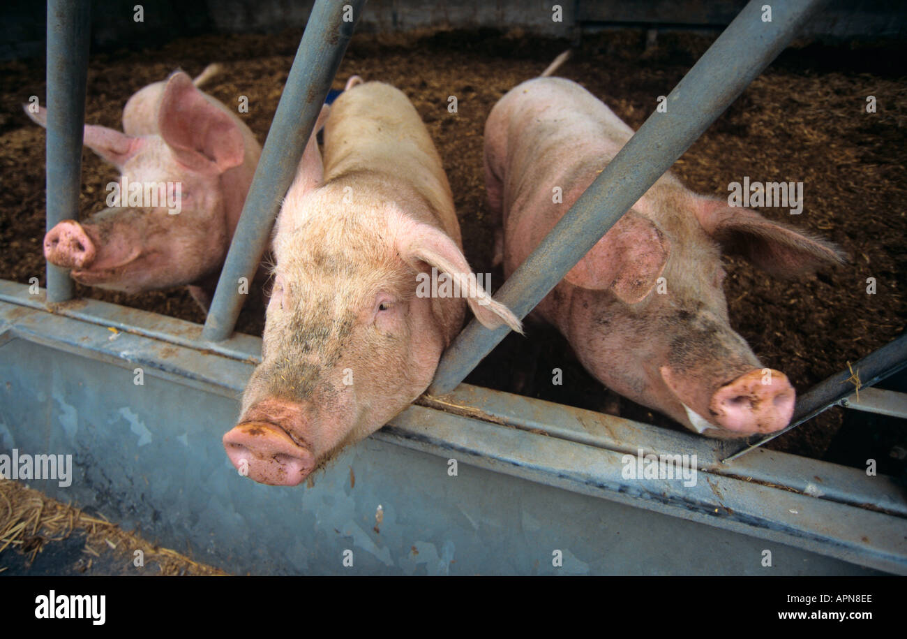 Fat babies hi-res stock photography and images - Alamy