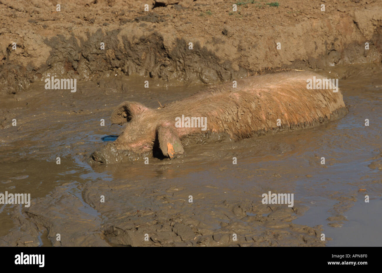 Pig in Wallow Summer Buckinghamshire UK Stock Photo - Alamy