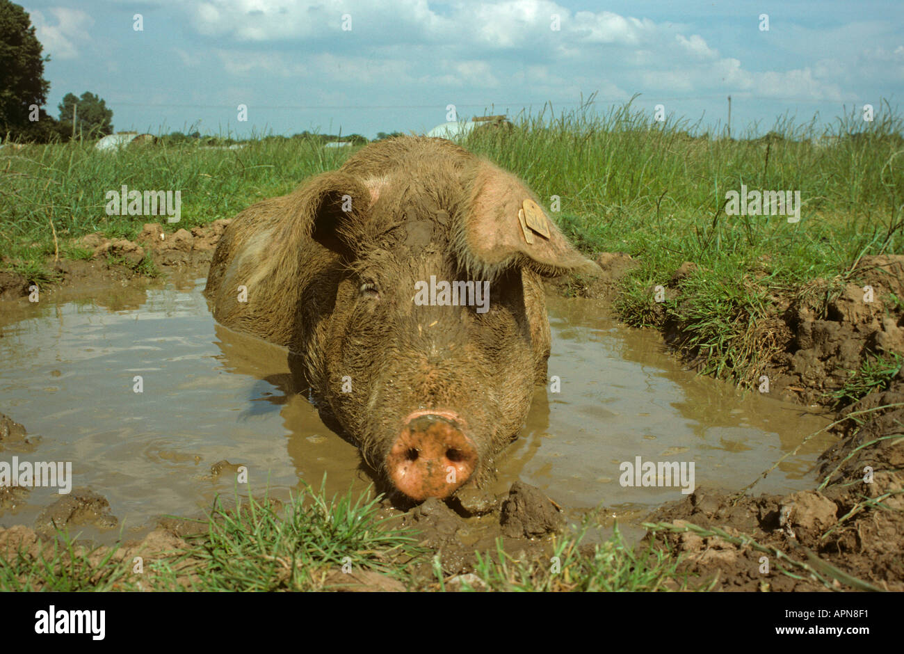Pig in Wallow Summer Buckinghamshire UK Stock Photo - Alamy