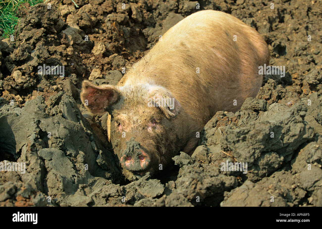 Pig in Wallow Summer Buckinghamshire UK Stock Photo - Alamy