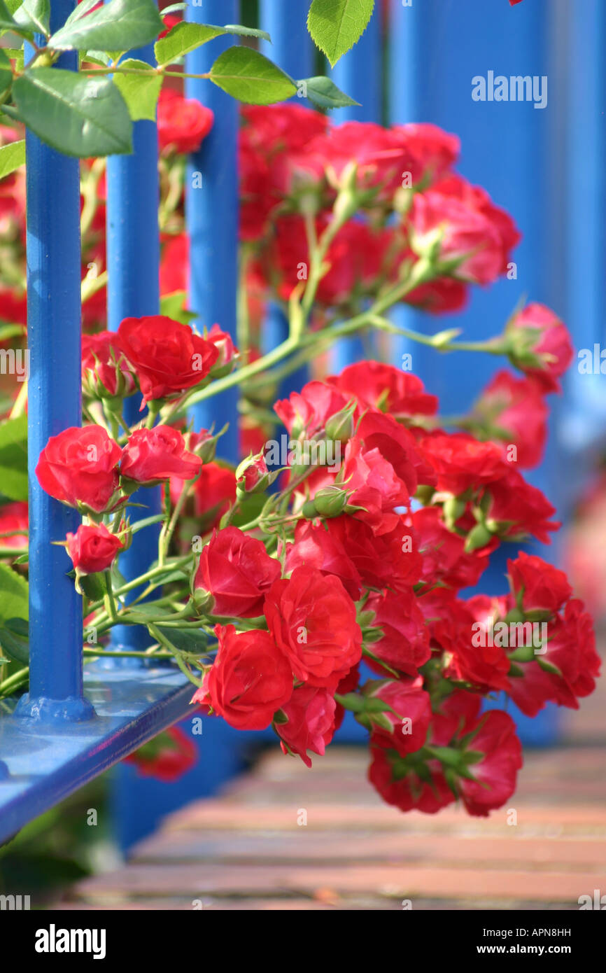 red rose flowers blooming soft bloom stems Stock Photo - Alamy