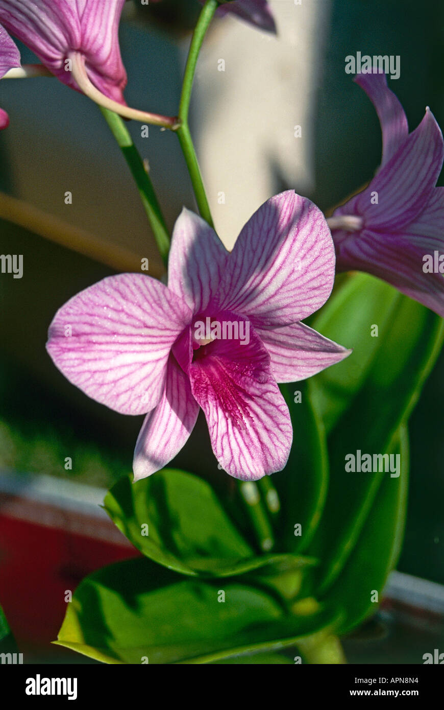 Usa native orchid hi-res stock photography and images - Alamy