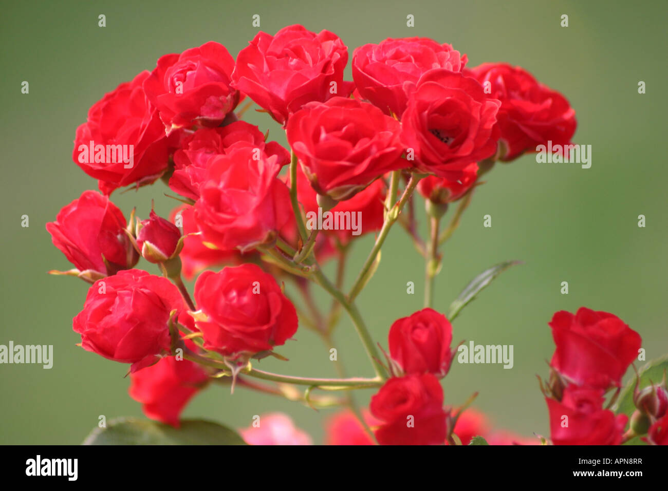 red rose flowers blooming soft bloom stems Stock Photo - Alamy