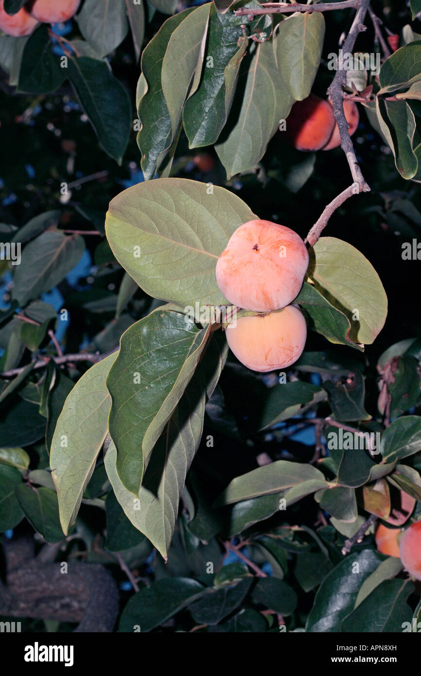 Fruit of Japanese Date Plum/Kaki Tree-Diospyros kaki-Family Ebenaceae ...