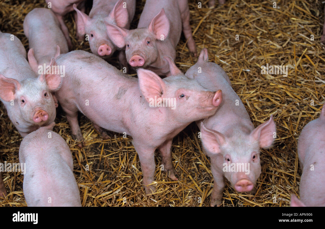 Young Pigs in Deep Litter Shed Stock Photo - Alamy