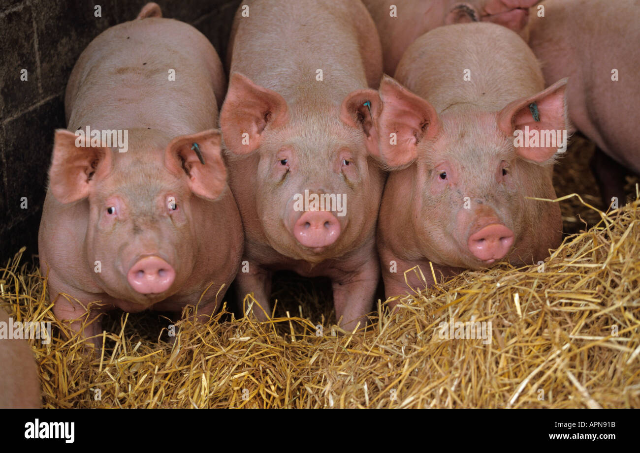 Pig breed hi-res stock photography and images - Alamy