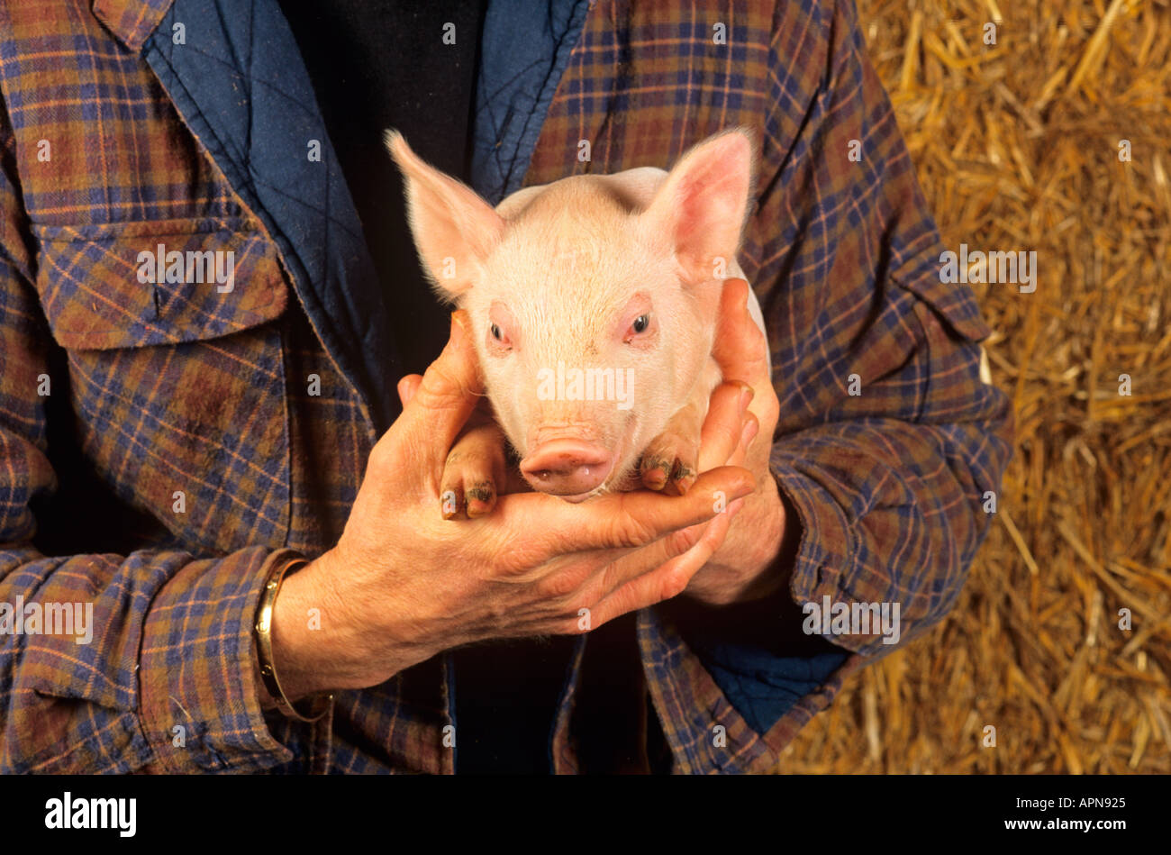 Piglet rearing hi-res stock photography and images - Alamy