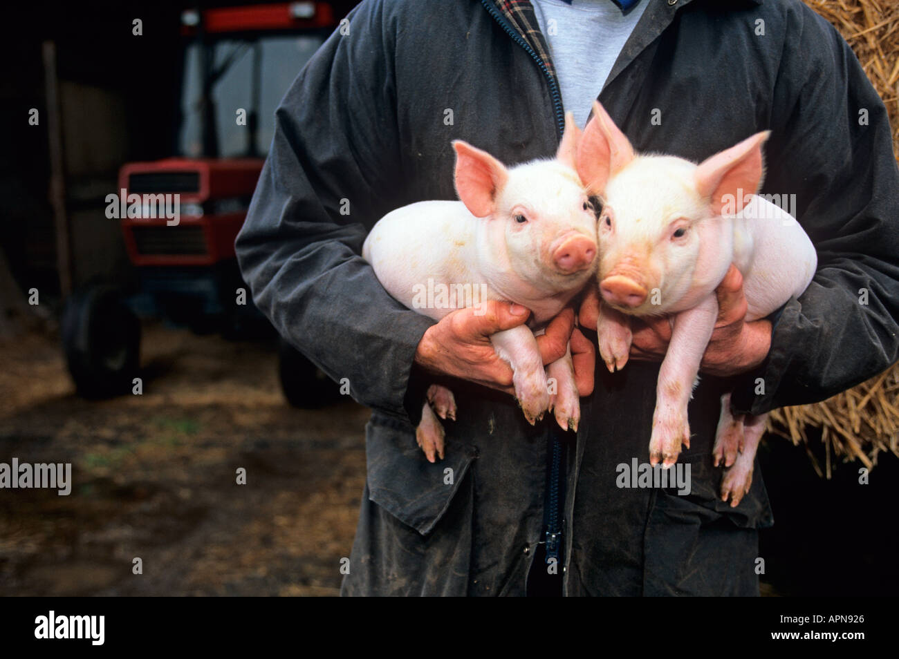 Piglet siblings hi-res stock photography and images - Alamy
