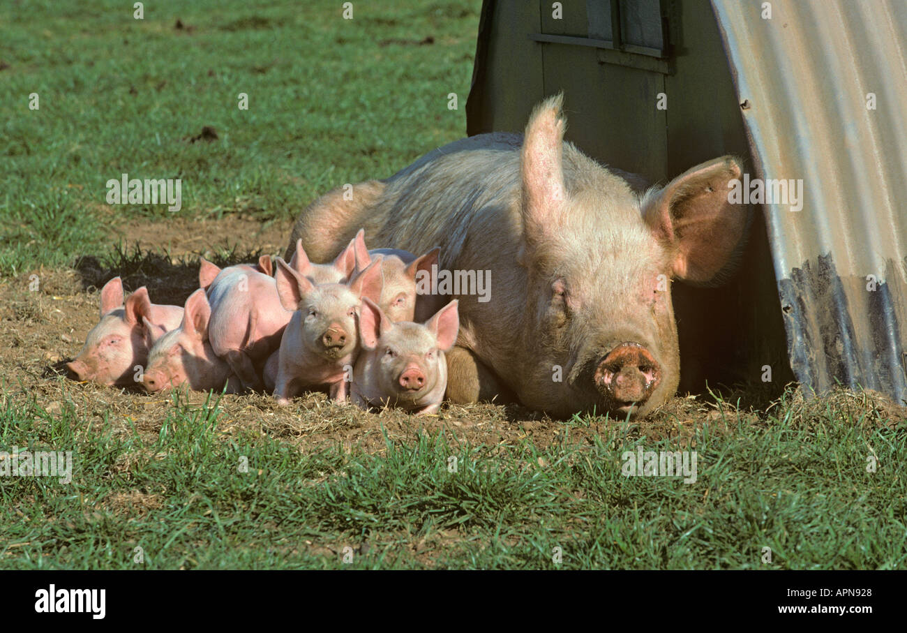 A litter of Large white hybrid Piglets on Buckinghamshire small holding ...