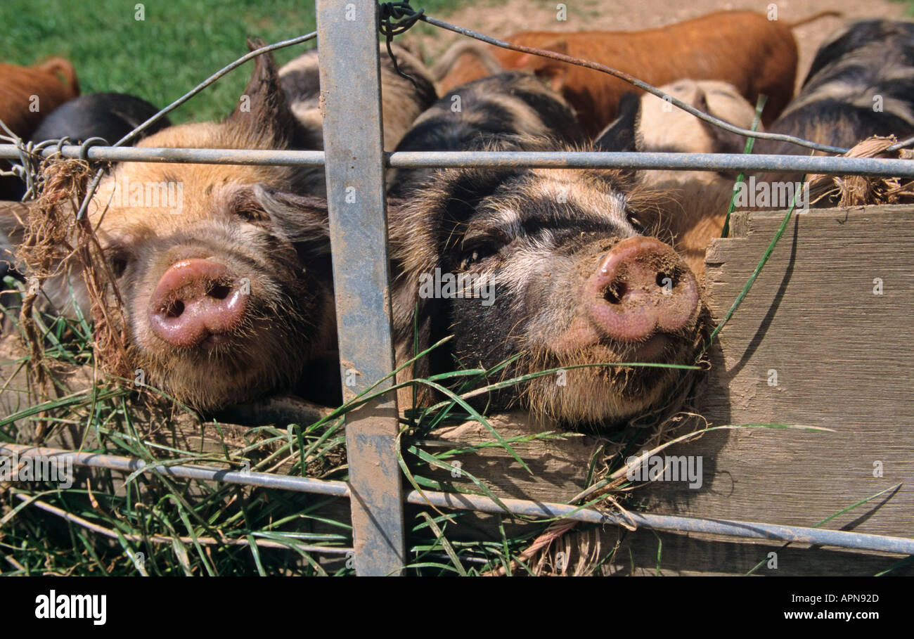 New zealand pigs hi-res stock photography and images - Alamy