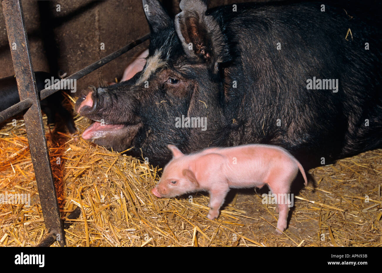 Old Berkshire Sow With White Piglet Stock Photo - Alamy