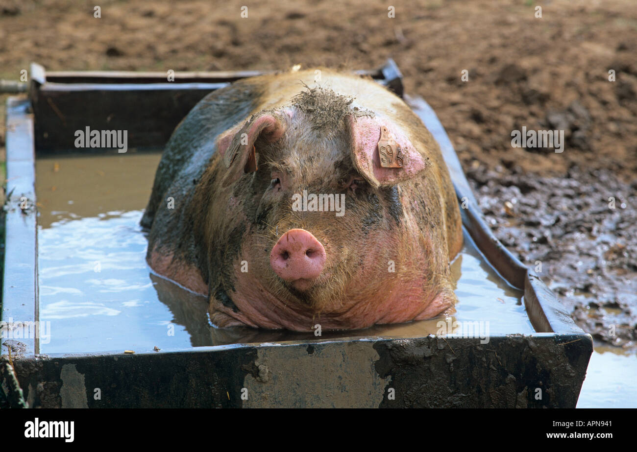 Pig cooling off hi-res stock photography and images - Alamy