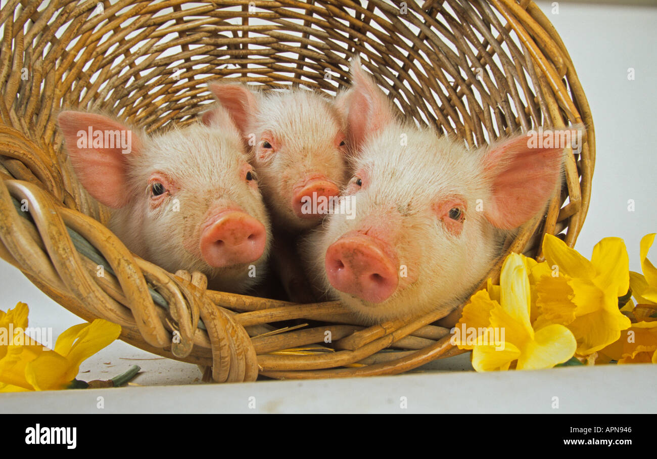 Piglets in Basket Stock Photo - Alamy