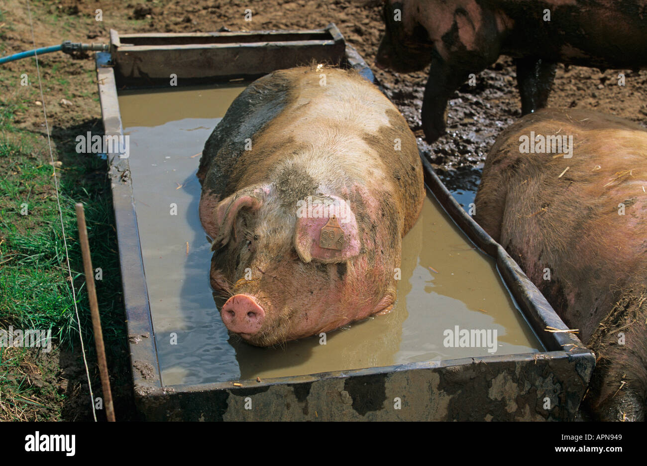 Pig cooling off in Bath Stock Photo - Alamy