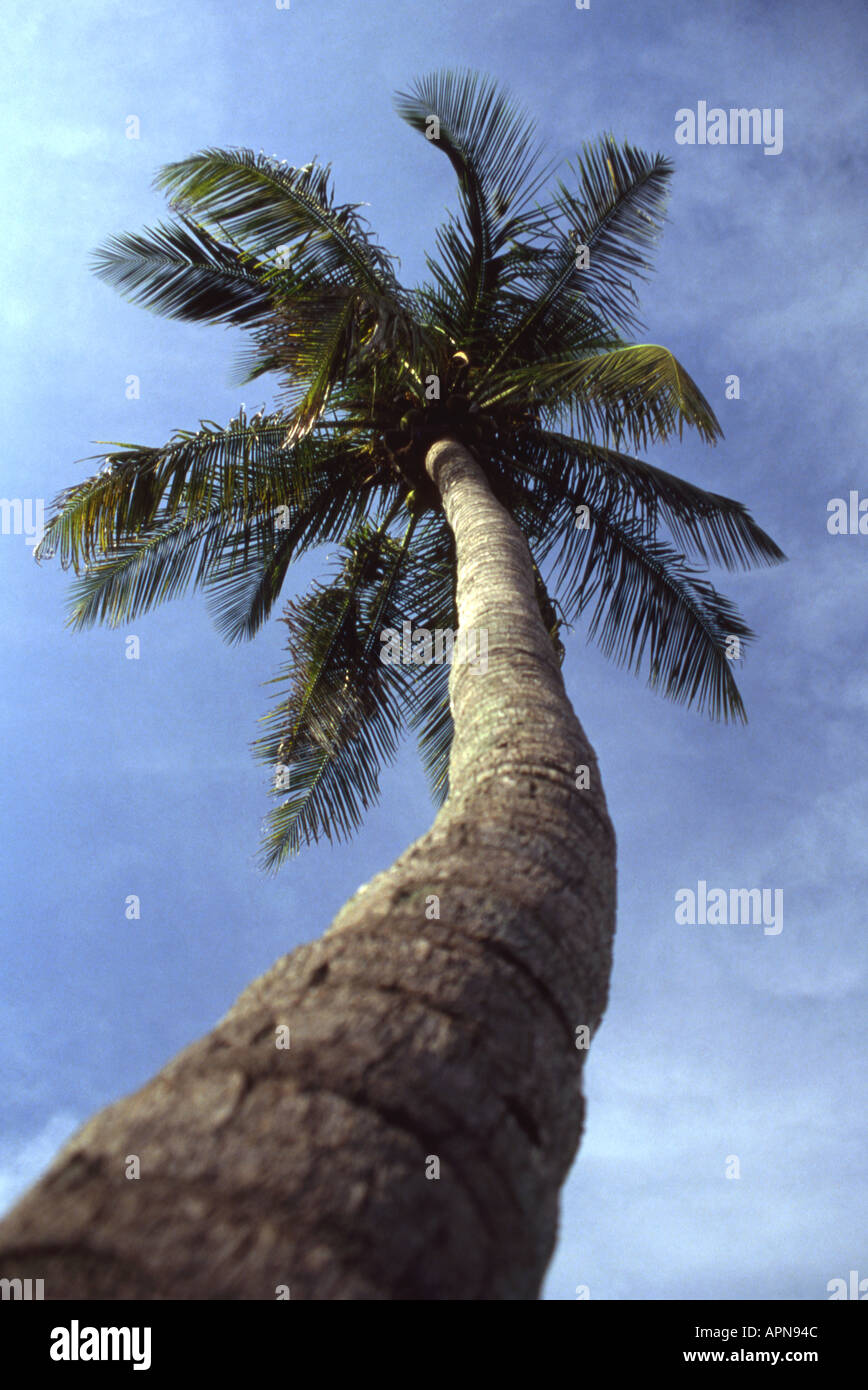 Palm Tree looking up trunk Stock Photo - Alamy