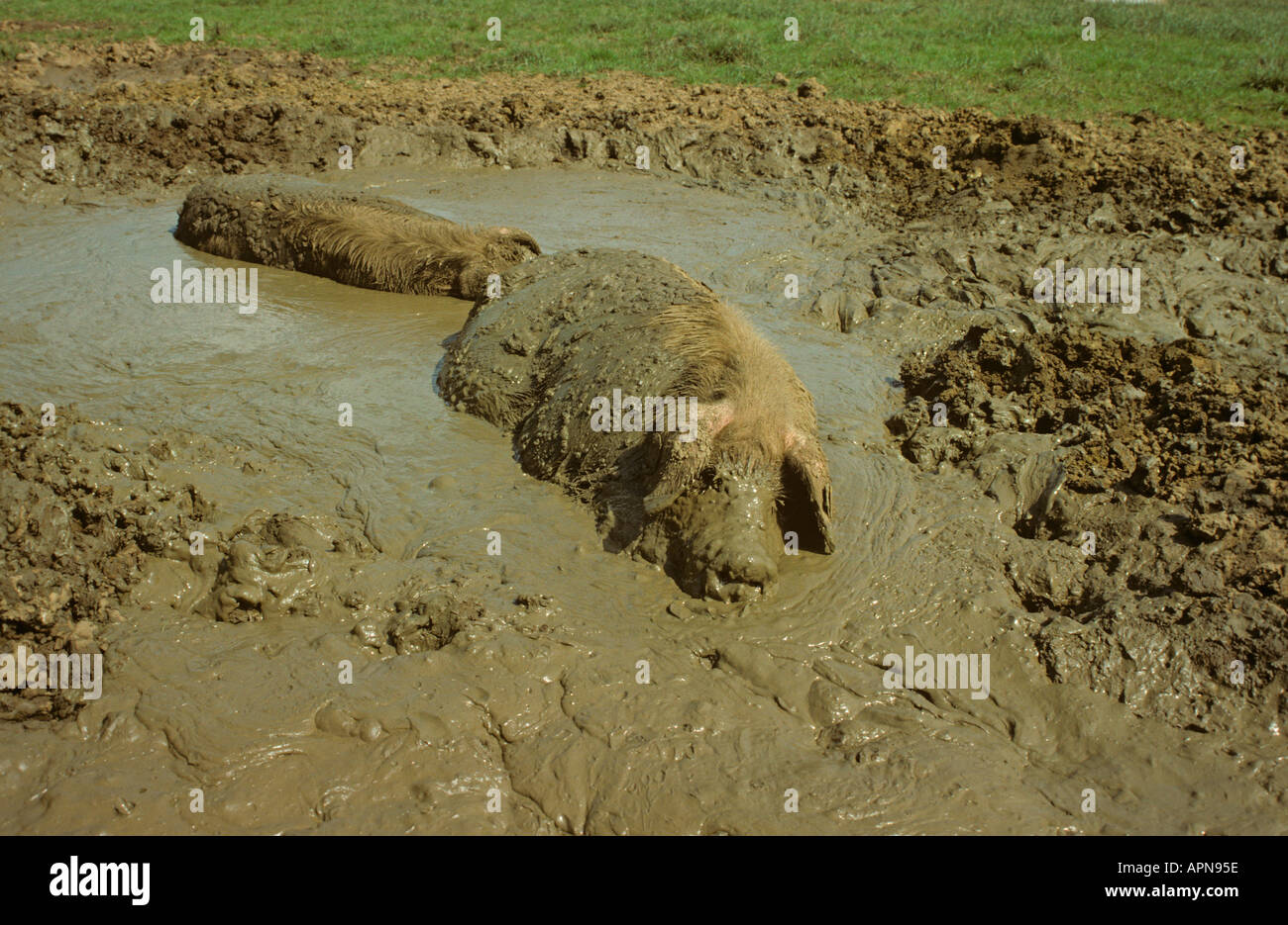 Pigs in Mud Wallow Aylesbury Bucks UK Summer Stock Photo - Alamy