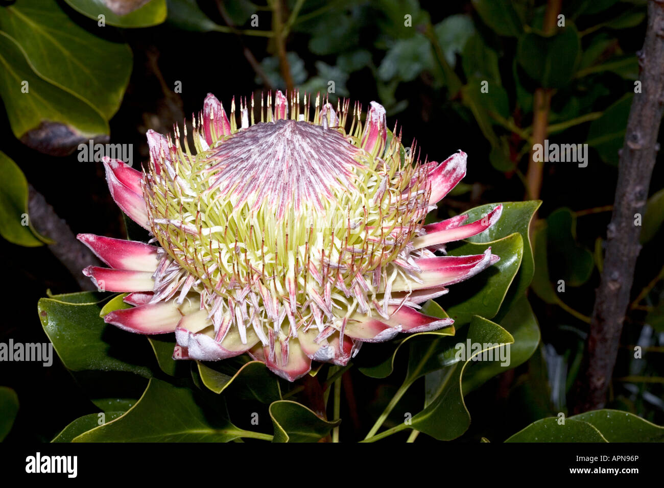 King protea/Sugarbush-Protea cynaroides-Family Proteaceae Stock Photo ...