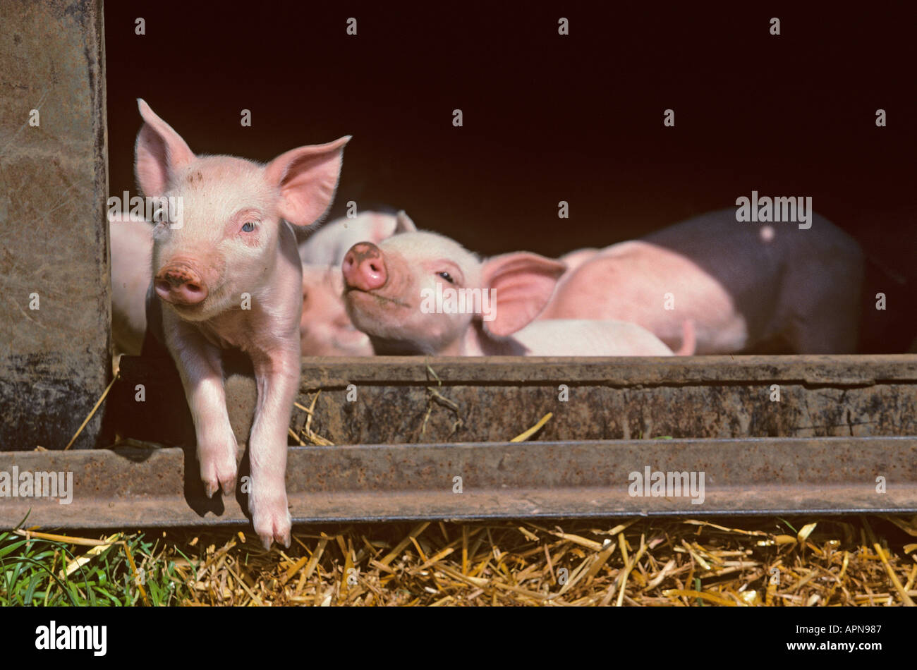 Large White Piglets on Freerange Farm Stock Photo - Alamy