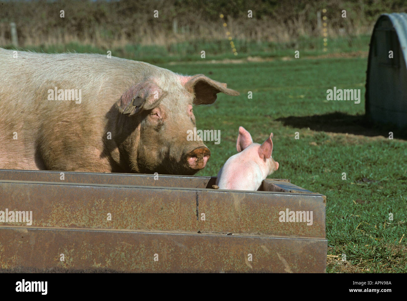 Large White Sow and Piglets on Free-range Farm Stock Photo - Alamy