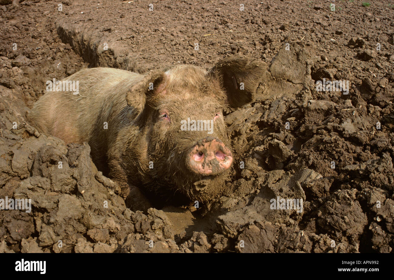 Pig Cooling Off in Mud Wallow Summer Stock Photo - Alamy