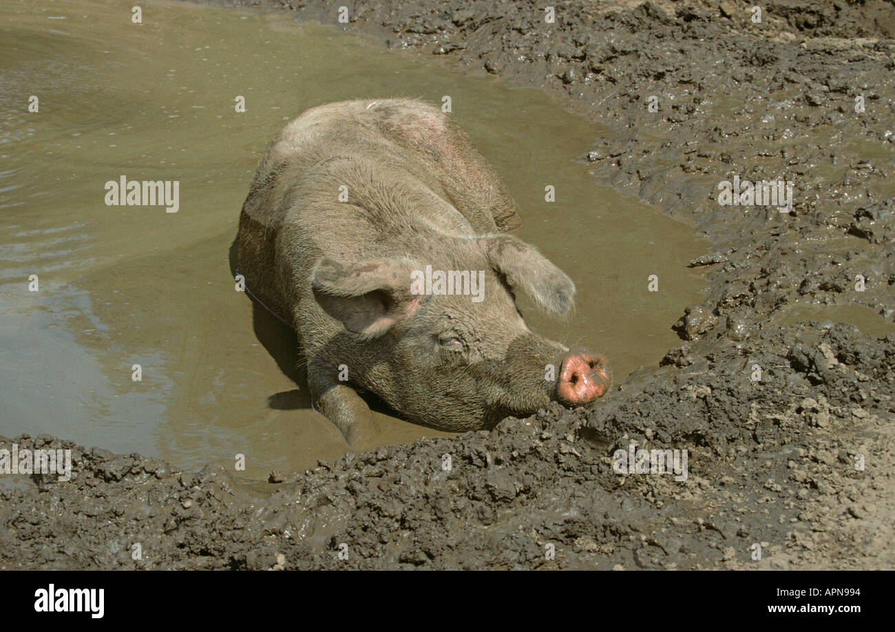 Pig Cooling Off in Mud Wallow Summer Stock Photo - Alamy